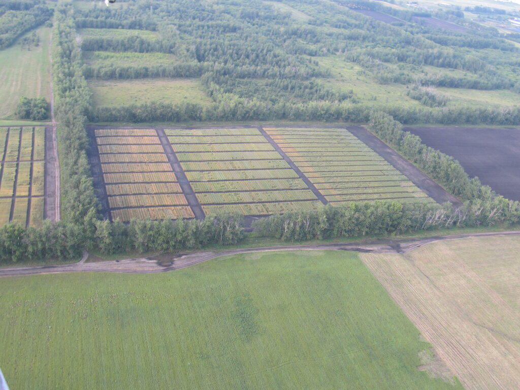 Doğa Сады плодовых деревьев и кустариников, Kurganskaya oblastı, foto