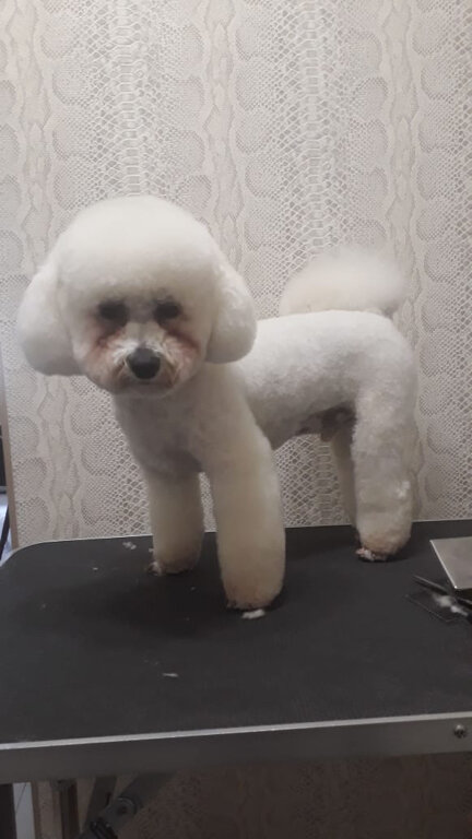 Evcil hayvan kuaförleri Зоосалон, Moskova, foto