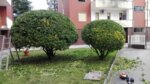 I. L. Servizi - Impresa di Pulizie (Friuli-Venezia Giulia, Provincia di Udine, Via Filippo Corridoni, 24), peyzaj tasarımı  Friuli‑Venezia Giulia'dan