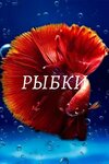 Betta (No:18, mikrorayon Davydovskiy-3), akvaryumlar  Kostroma'dan