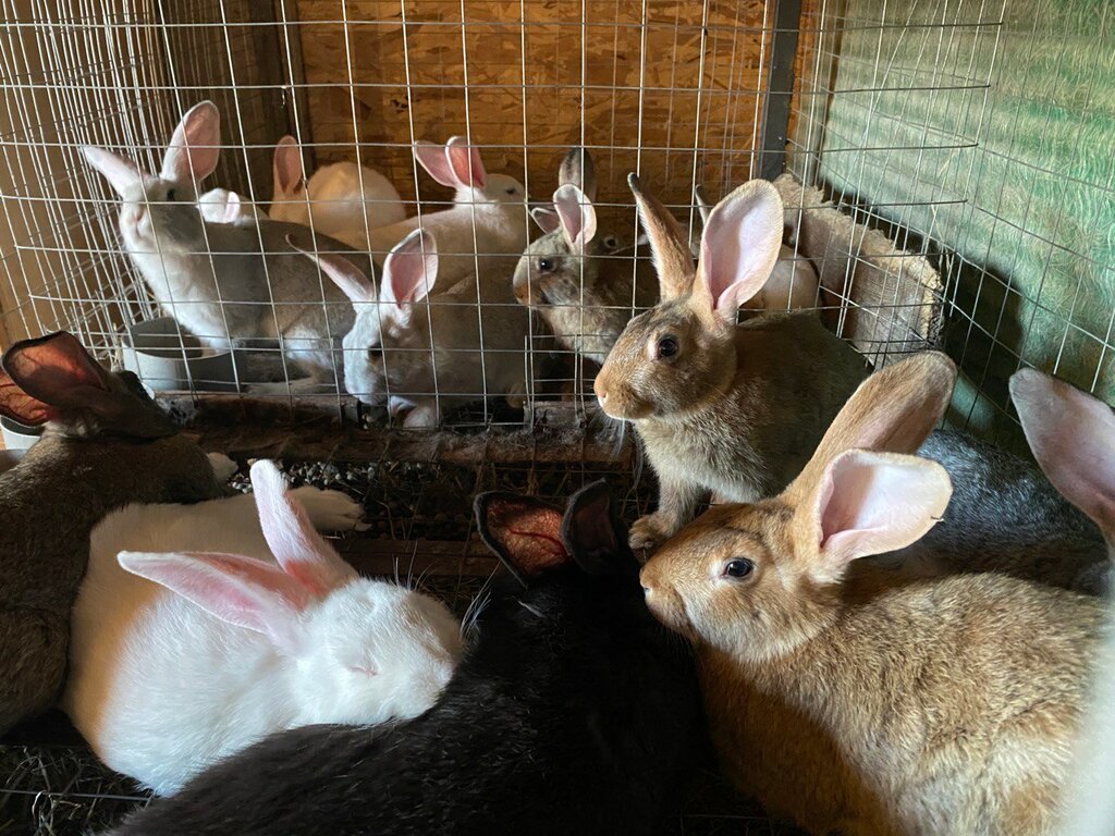 Tarım ürünleri firmaları What you need, Moskova ve Moskovskaya oblastı, foto