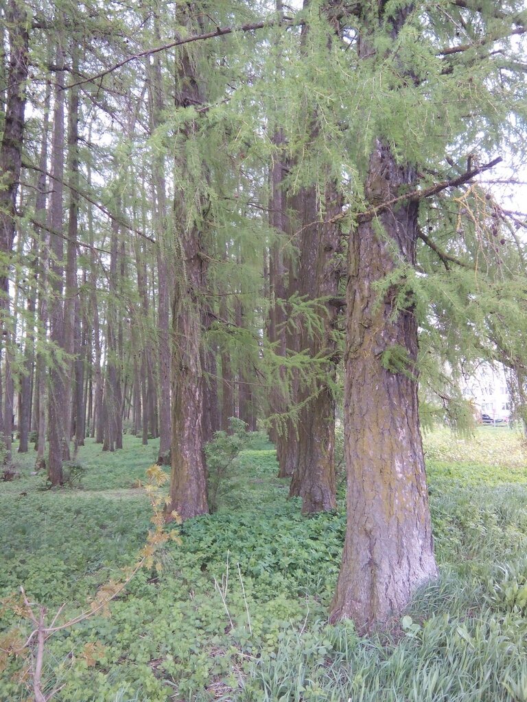 Doğa Лиственничная роща, Saint‑Petersburg ve Leningradskaya oblastı, foto