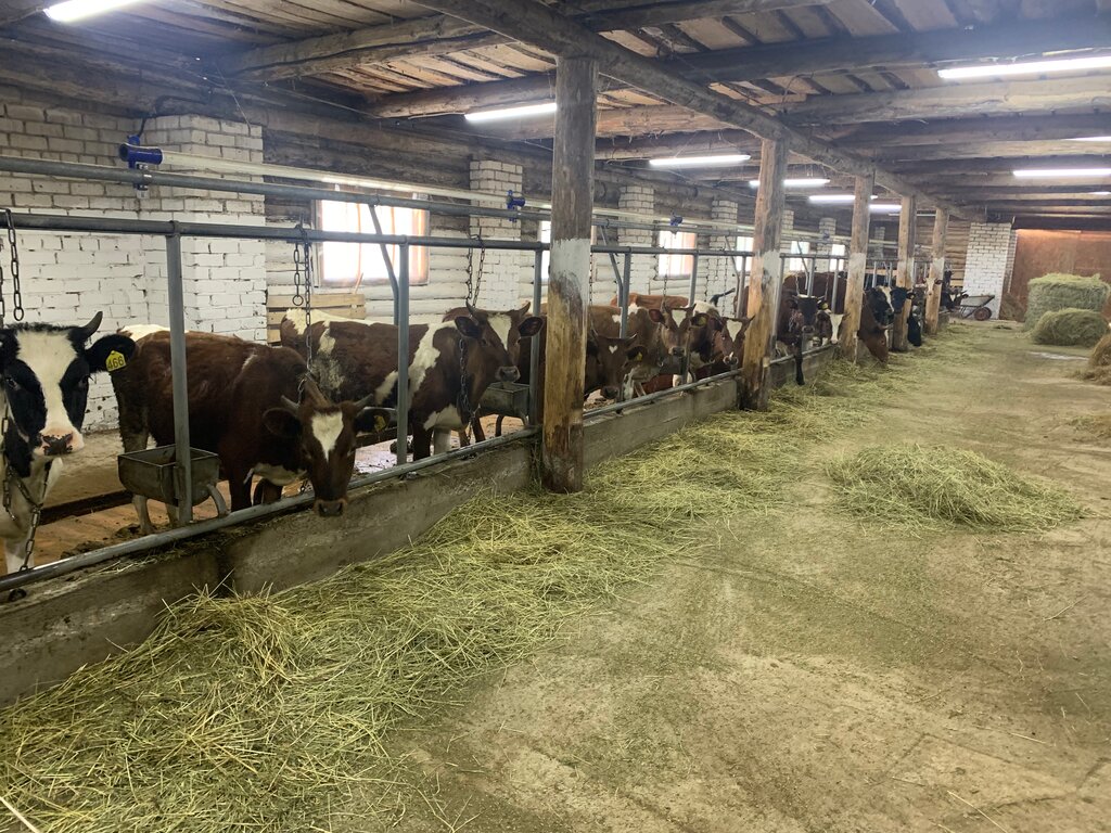 Tarım firmaları Молочно-товарная ферма, Tverskaya oblastı, foto