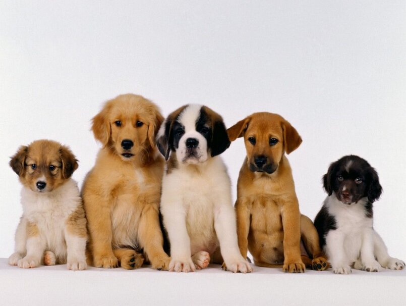 Petshop Veterinární klinika - MVDr. Miroslav Šperlich, Svitavy, foto
