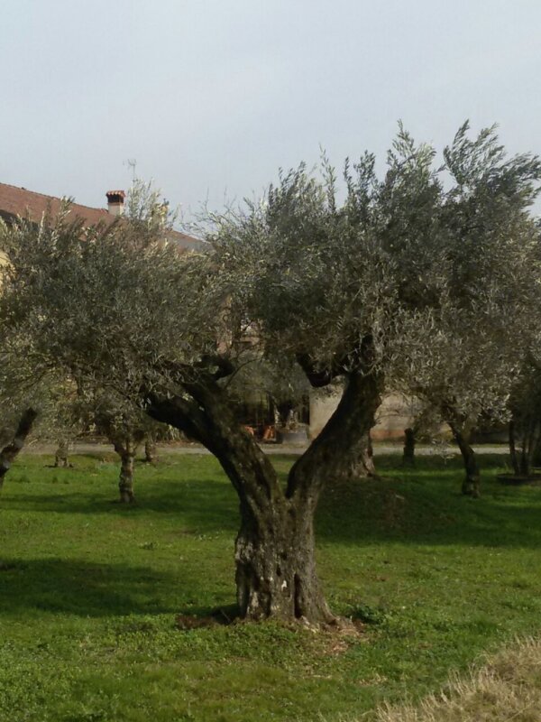 Sera ve bahçe ürünleri Azienda Agricola Orlandi e Zini, Lombardiya, foto