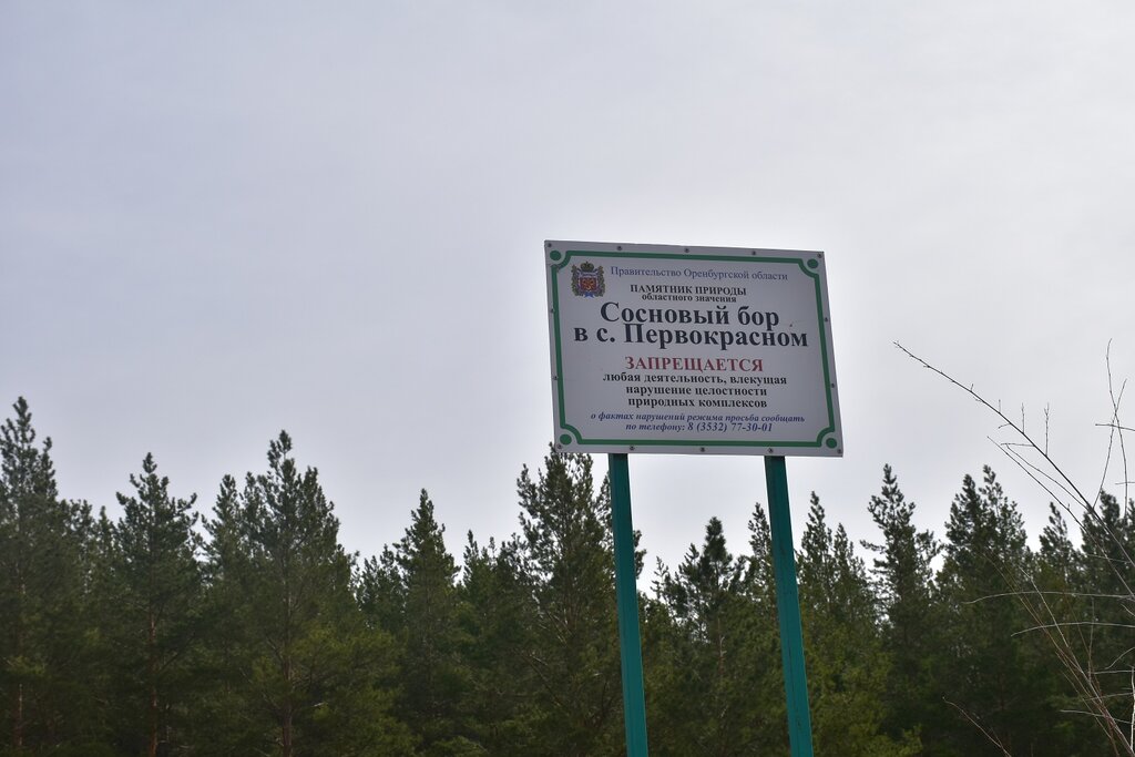 Doğa Сосновый бор, Orenburgskaya oblastı, foto