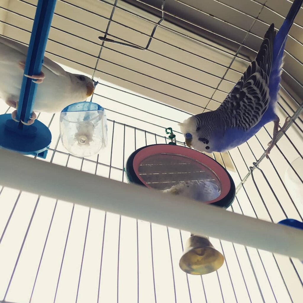 Pet otel LapHotel, Perm, foto