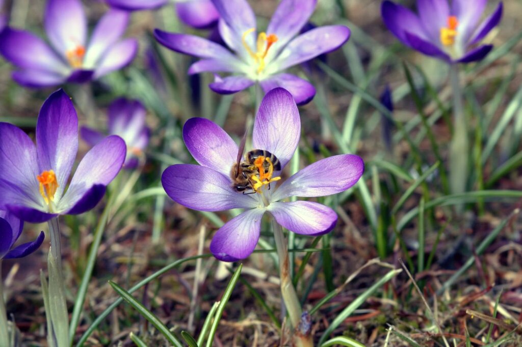 Bahçe ekipmanları ve teknolojileri Ingo Schnell Gartenpflege, Aşağı Saksonya, foto