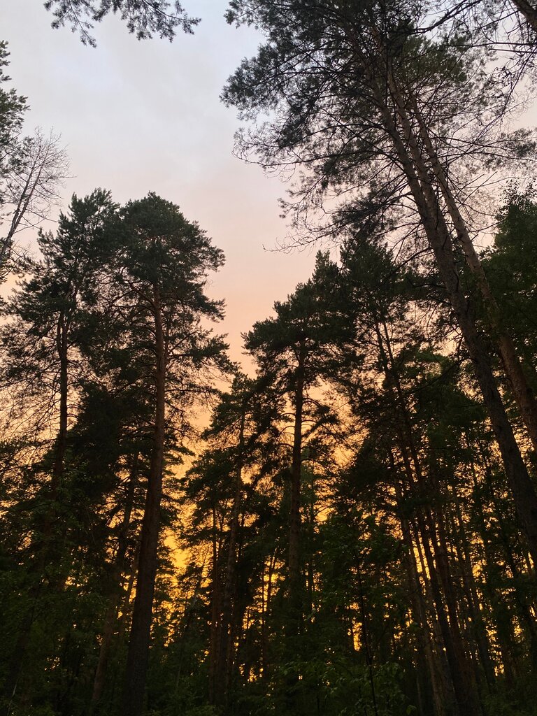 Resort oteller, tesisler Сосновая роща, Nijegorodskaya oblastı, foto