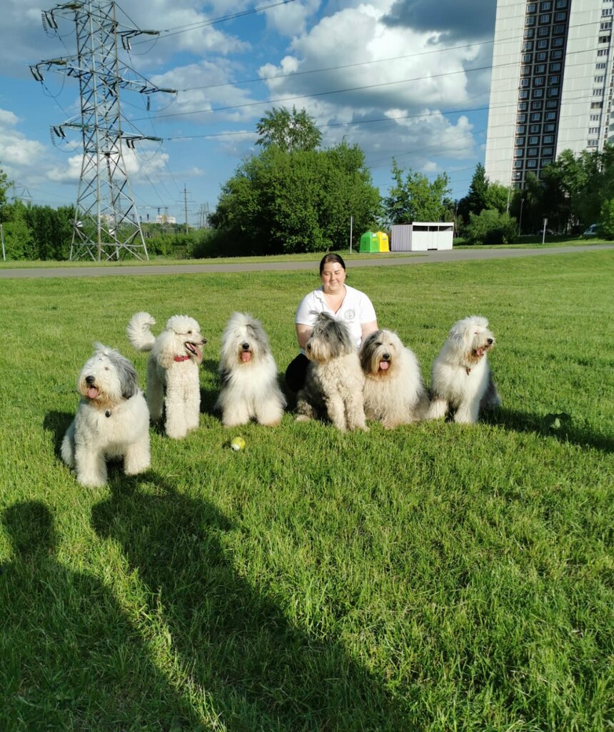 Evcil hayvan yetiştiricileri Из Бело-Голубых Ангелов, Moskova, foto
