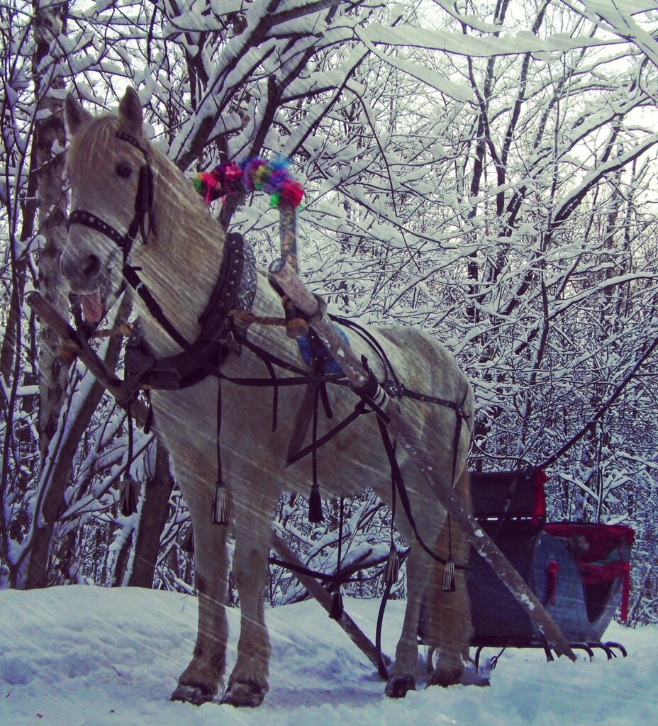 At ve binicilik kulüpleri Forest fairy tale, Moskova, foto