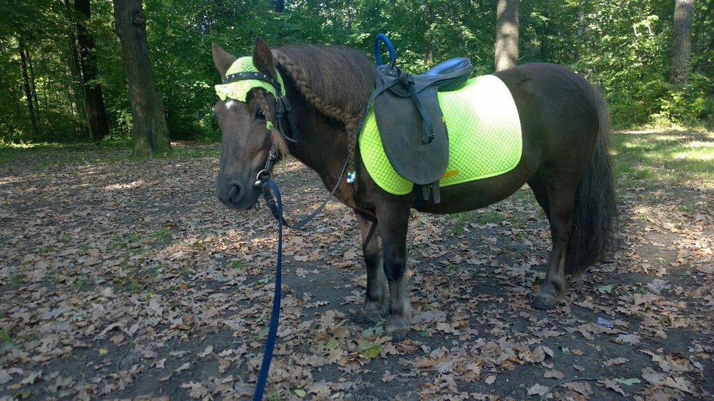At ve binicilik kulüpleri Forest fairy tale, Moskova, foto