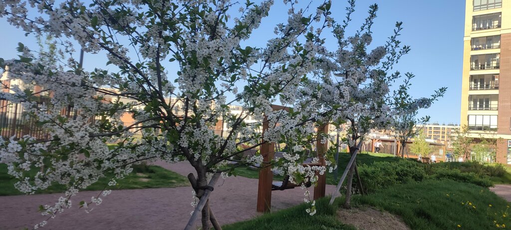 Kültür ve eğlence parkları Плодовый сад, Saint‑Petersburg ve Leningradskaya oblastı, foto
