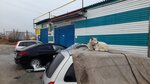 Tyulpan (8-y proyezd No:1), oto kaporta  Nadym'dan