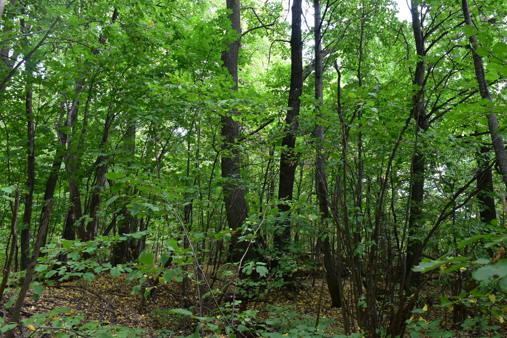 Doğa Зериклинская дубрава и лещинники, Orenburgskaya oblastı, foto