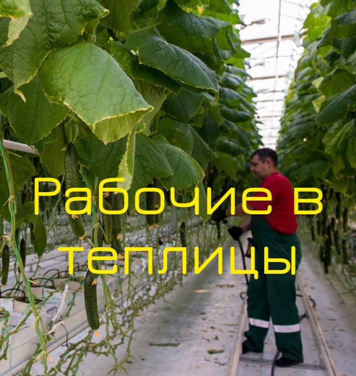 Taşeron Аутсорсинговая компания Гладиатор, Mineralniye Vodi, foto