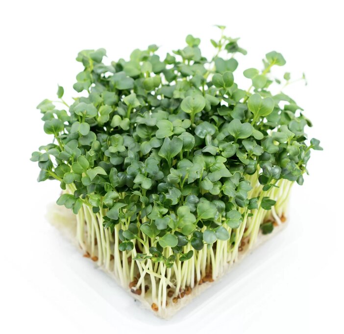 Tarım firmaları VitaminGarden, Peterhof, foto