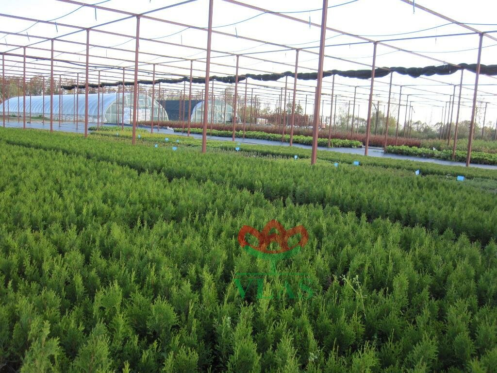 Fidan yetiştiriciliği Vlas Fermerskoye Khozyaystvo, Jabinka, foto