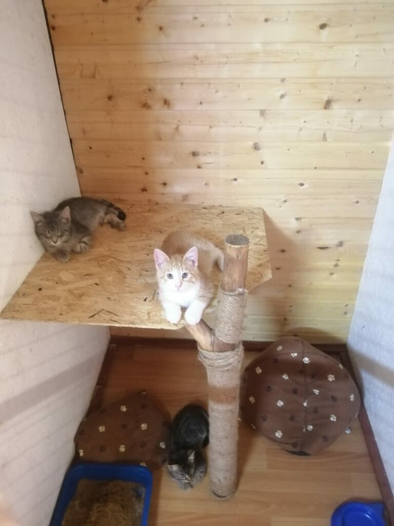Pet otel МяугаФФ, Saint‑Petersburg, foto