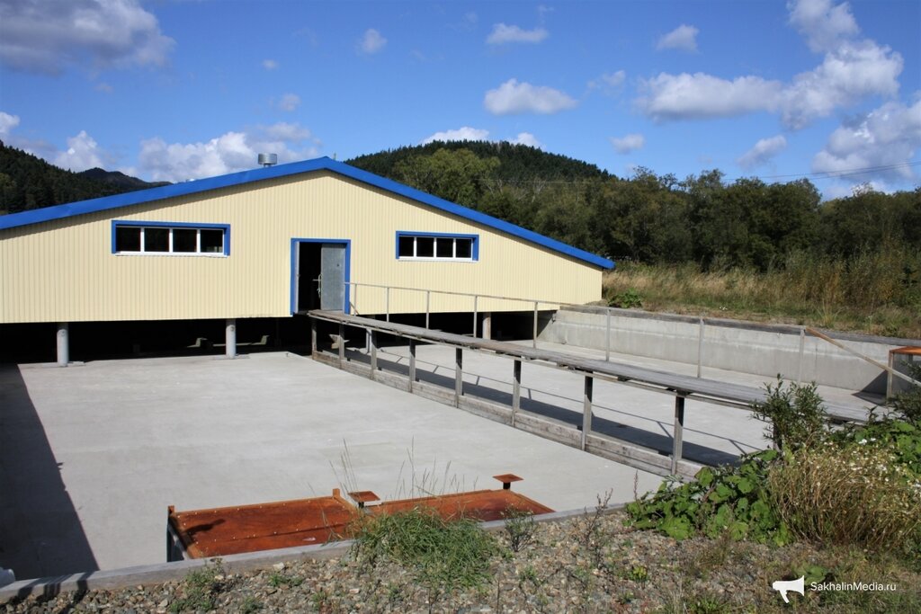 Balık çiftçiliği ve toptancıları Лососевый рыбоводный завод Фирсово, Sahalin Bölgesi, foto