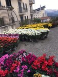 La Boutique del Fiore (Campania, Avellino, Corso Fratelli Cervi, 2), çiçek teslimatı  Campania'dan