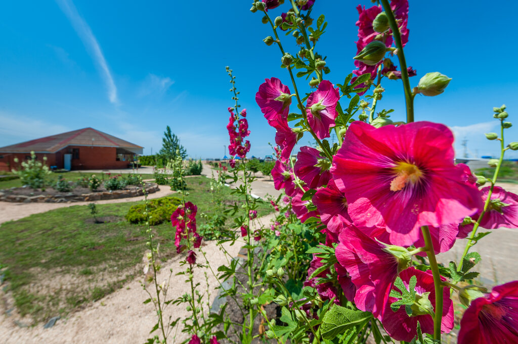 Resort oteller, tesisler Albatros, Krasnodarski krayı, foto