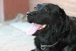 Amici Miei di Zironi Ivan (Emilia-Romagna, Bologna, Via Nazionale, 169), petshop  Emilia‑Romagna'dan