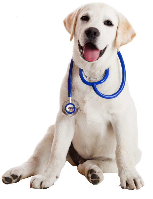 Veteriner klinikleri Ambulatorio Veterinario Badini, Lombardiya, foto
