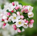 Садовник сервис (Krasnoarmeyskaya Street No:126), fidan yetiştiriciliği  Izhevsk'ten