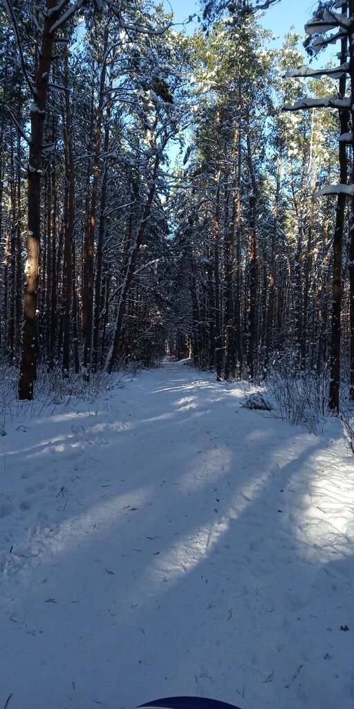 Orman Tominski Forest, Grodno, foto
