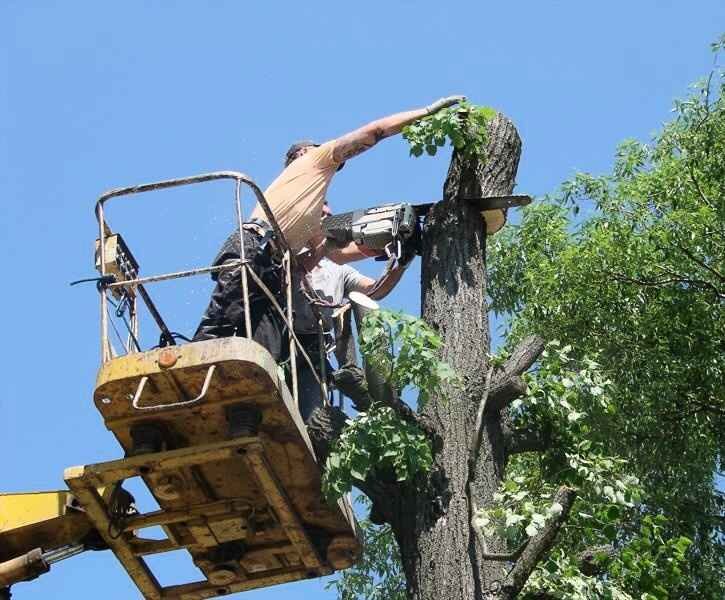 Şehir planlama Spil dereviev Krasnodar, Krasnodar, foto