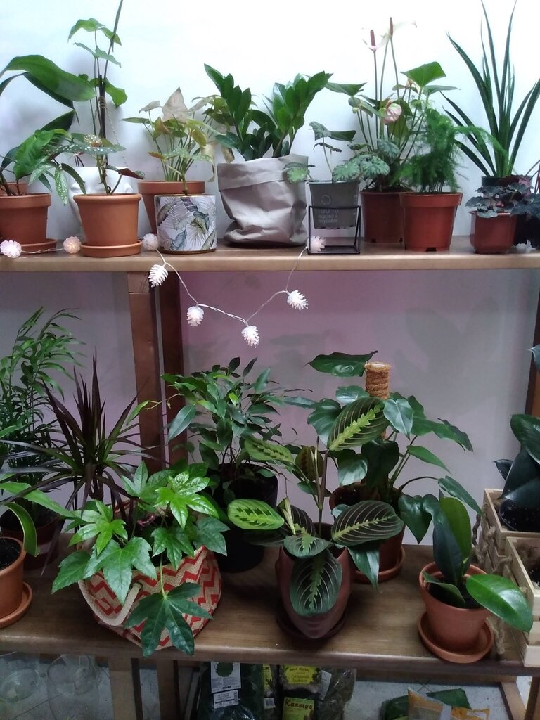 Çiçekçiler Оранжерея цветов, Novosibirsk, foto