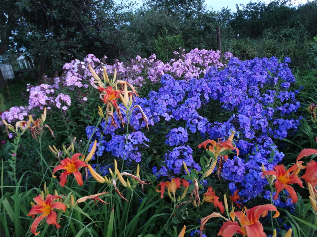 Sera ve bahçe ürünleri Pitomnik rasteny Yeleny Tsvetkovoy, Nijegorodskaya oblastı, foto