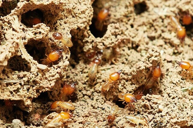 Haşere ilaçlama firmaları Planes Ambiental S. L., Valensiya, foto
