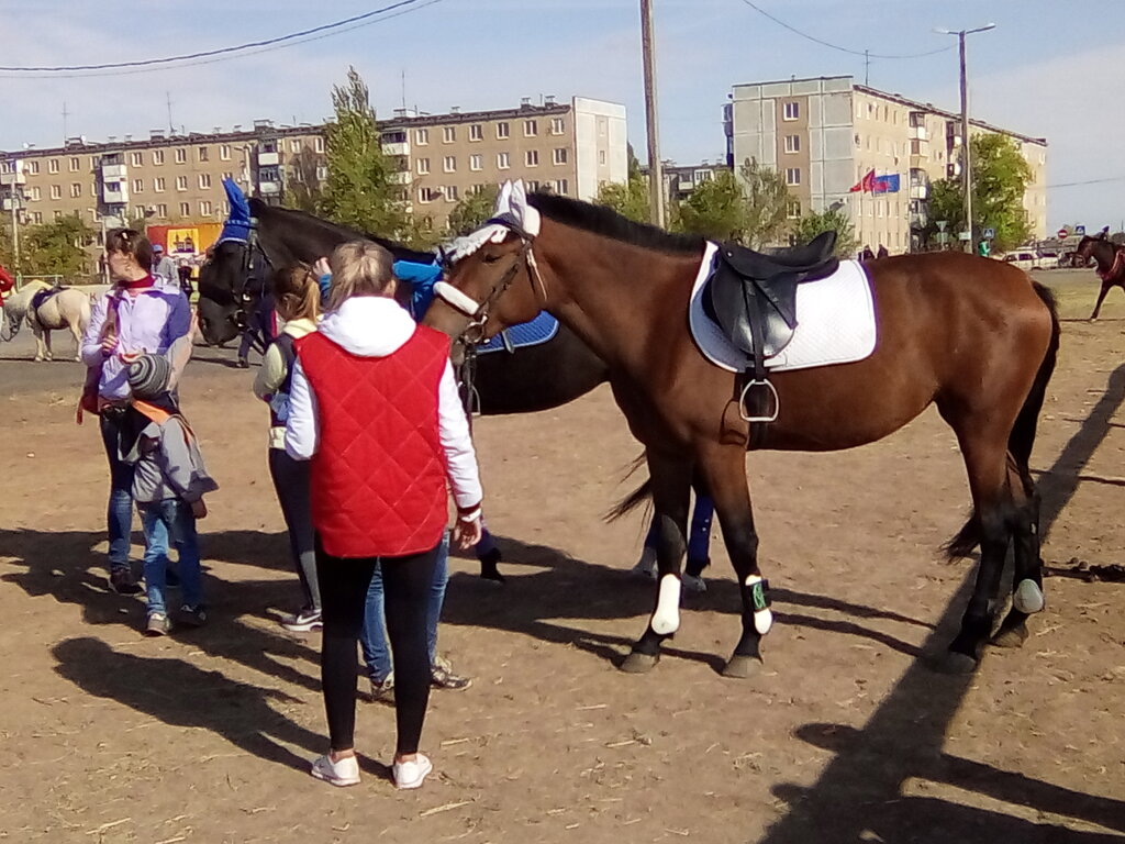 At ve binicilik kulüpleri Конюшня, Volgogradskaya oblastı, foto