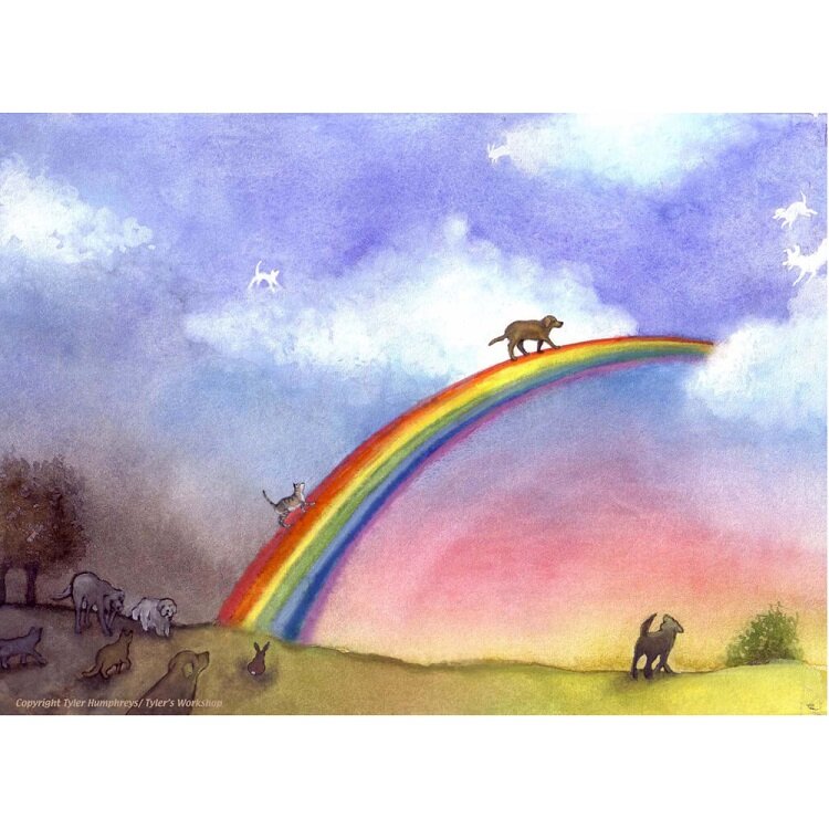 Sigorta şirketleri Huellas De Amor Funeral Pet S. A. S, , foto