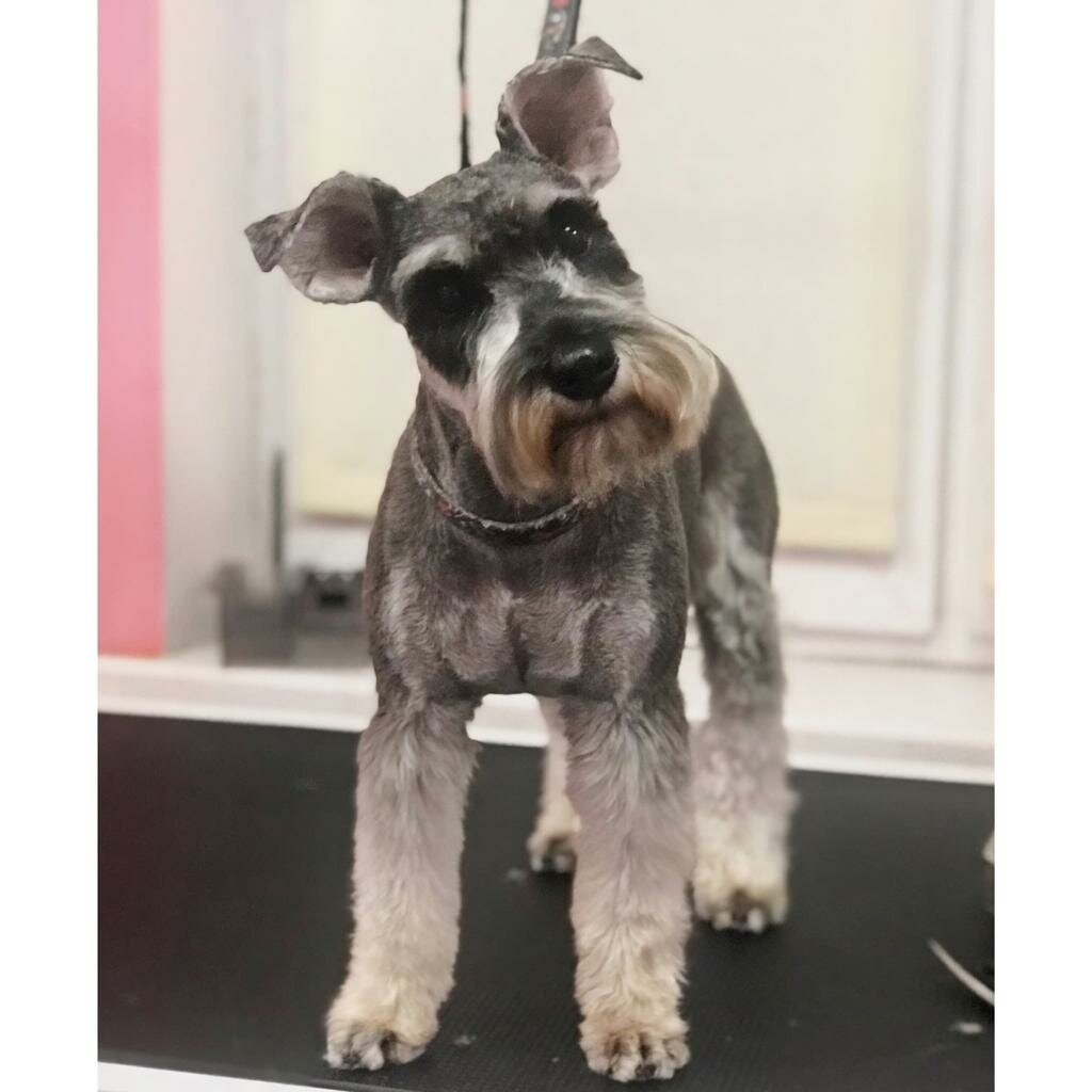 Evcil hayvan kuaförleri Хозяин нам Сюда, Moskova, foto