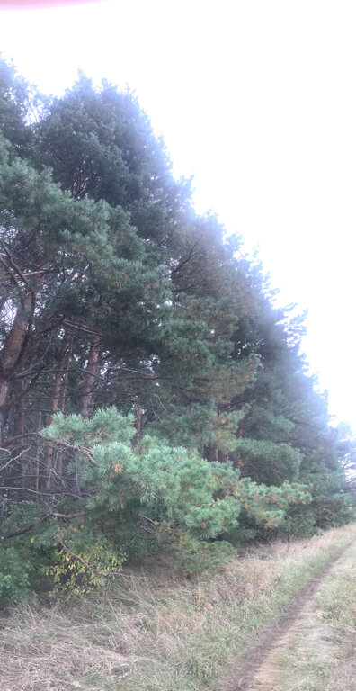 Orman Малинов лес, Penzenskaya oblastı, foto