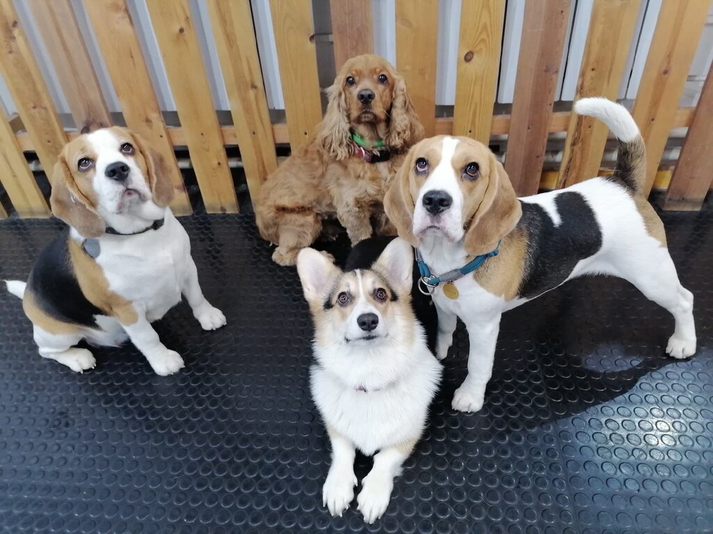 Hayvanat bahçesi merkezi Dogcenter, Arhangelsk, foto