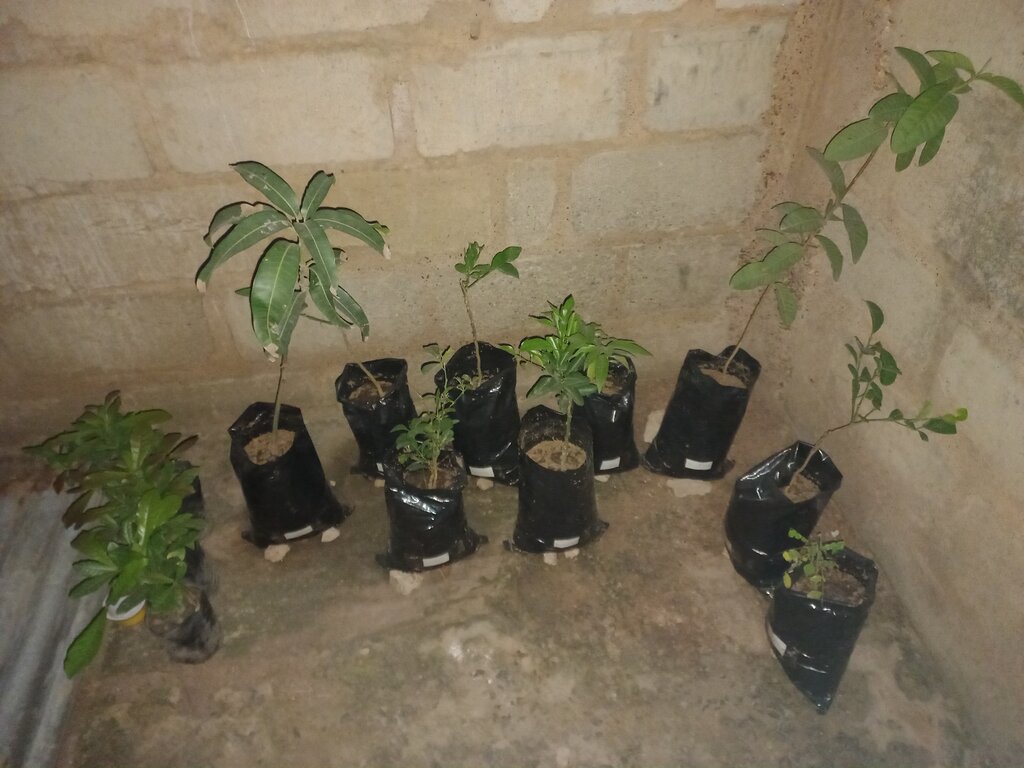 Sera ve bahçe ürünleri Sweet Seed Garden, Dünya, foto
