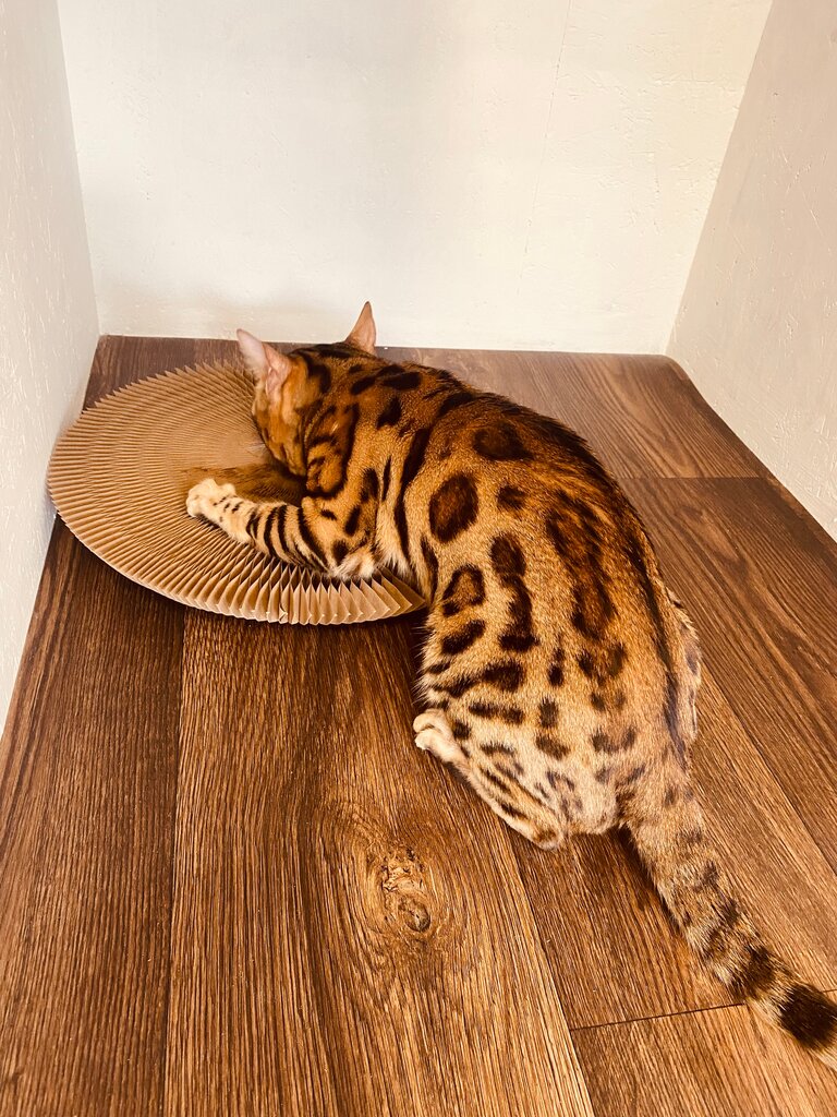 Pet otel Murka palace, Moskova, foto