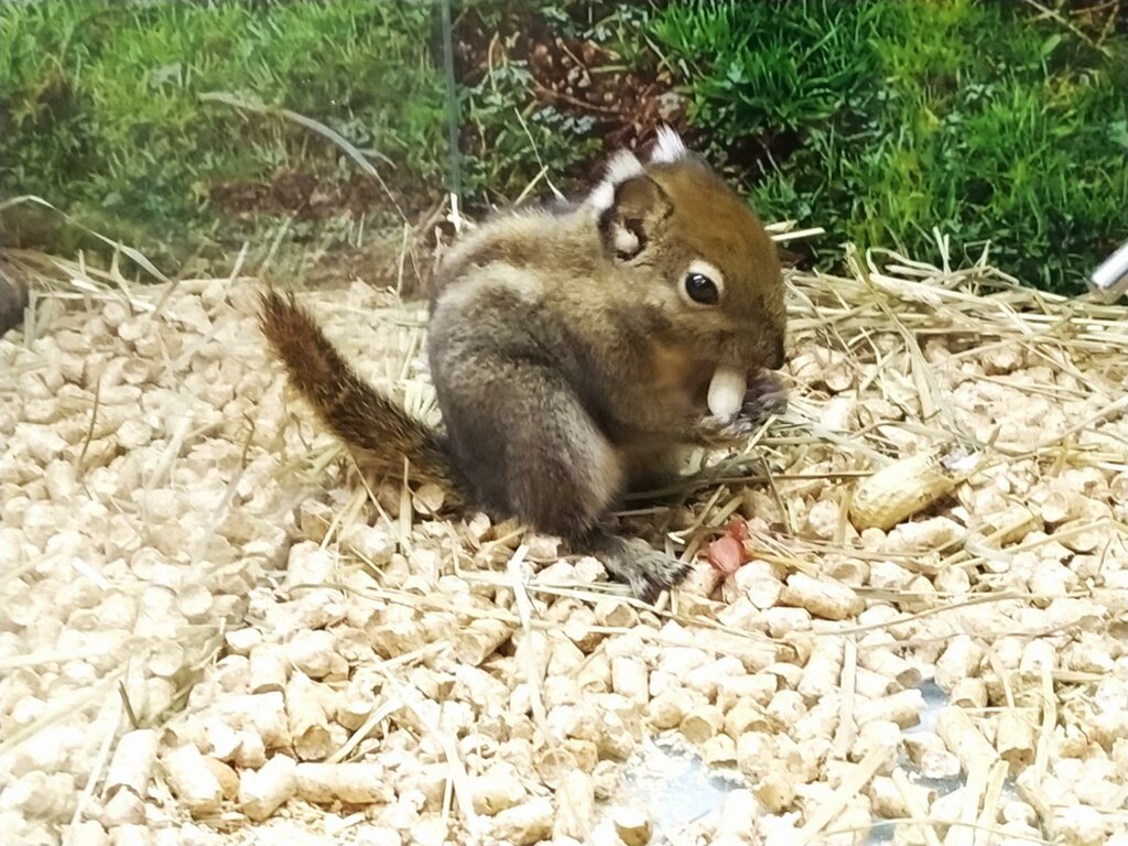 Giyim mağazası ExoticLand Petshop, Porto, foto