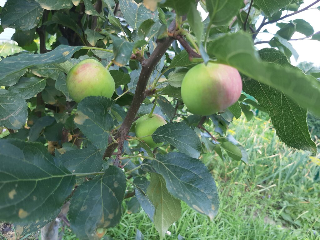 Bahçecilik dernekleri ve kuruluşları Стсн Ласточка, Novosibirskaya oblastı, foto