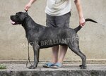 Cattery Puppies Cane Corso (Proizvodstvennaya ulitsa No:9), evcil hayvan yetiştiricileri  Moskova'dan