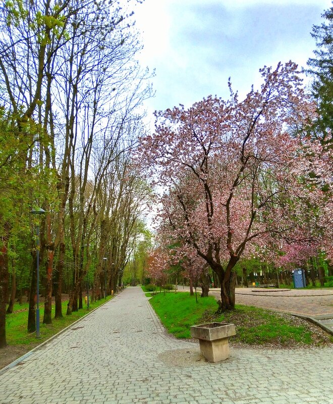 Kültür ve eğlence parkları Скниловский парк, Lviv, foto