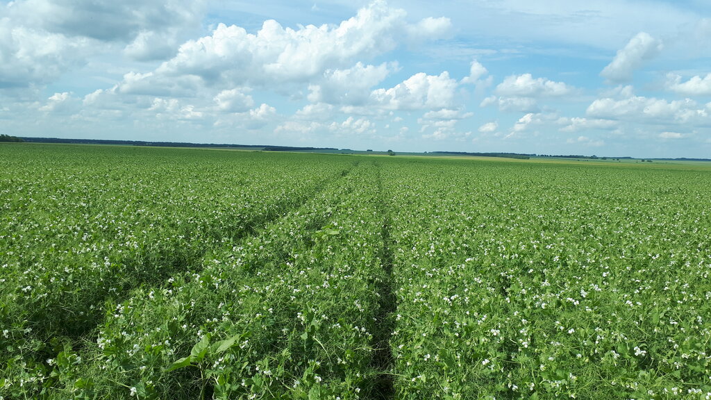 Yem ve yem katkı maddeleri Zatsepin, KFKh, Stavropolski krayı, foto