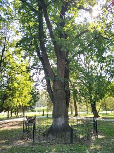 400-летний дуб (Moscow, Troitskiy Administrative Okrug, Krasnopakhorskiy District, Usadba Aleksandrovo-Schapovo), doğa  Moskova'dan