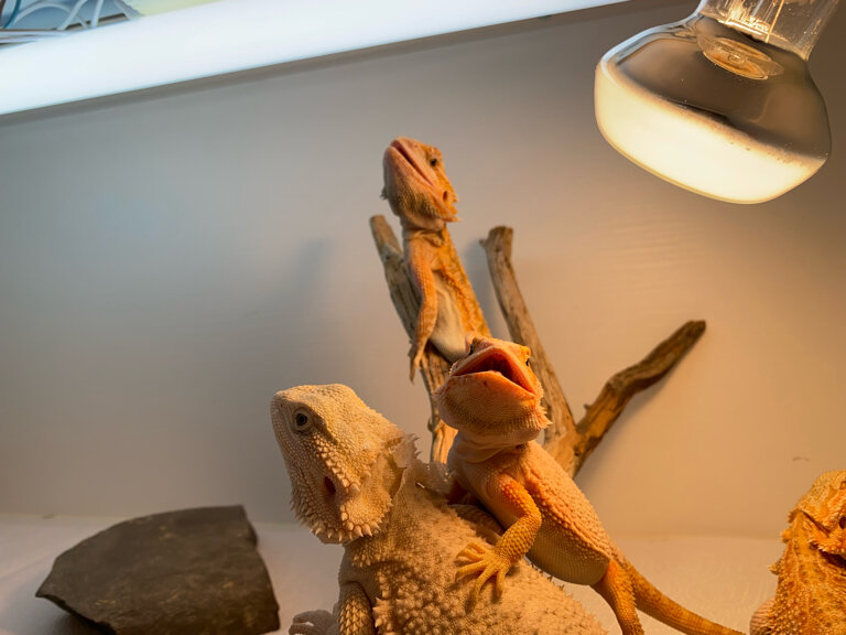 Petshop Hand Dragons, Mytişçi, foto