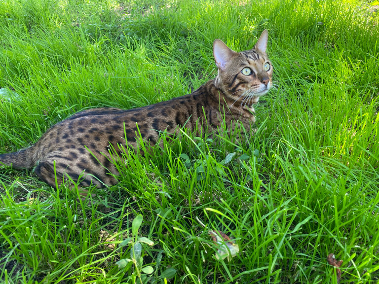 Evcil hayvan yetiştiricileri Pitomnik Amanauz, Moskova ve Moskovskaya oblastı, foto