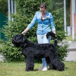 Pitomnik russkikh chernykh teryerov Barbi s Bronich (Moskvoretskaya ulitsa No:28), evcil hayvan yetiştiricileri  Bronnitsy'den